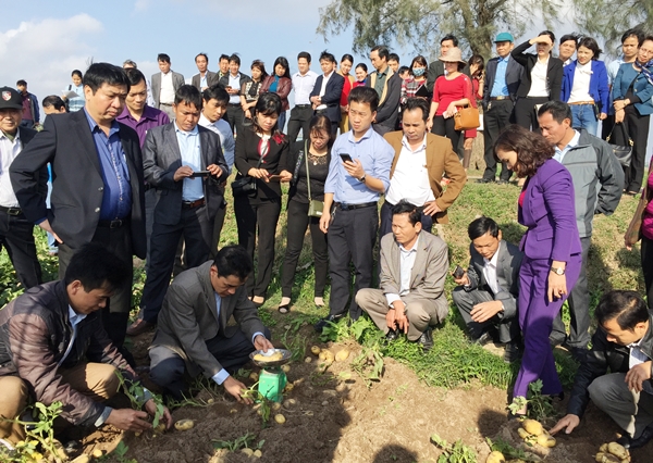 Mô hình trồng khoai tây Marabel cho hiệu quả kinh tế cao
